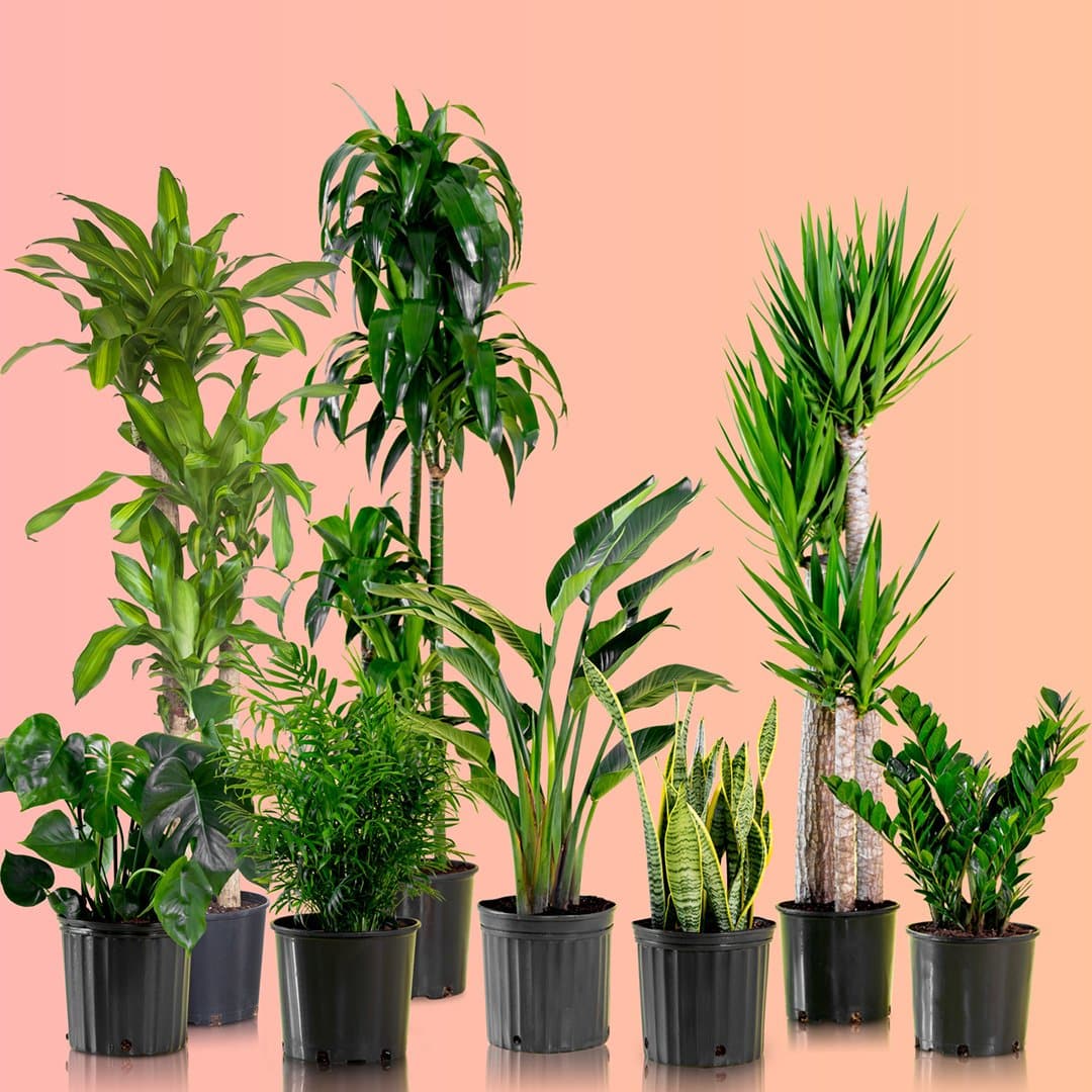 18 Best Plants For Bedroom: A Complete Guide For Beginners