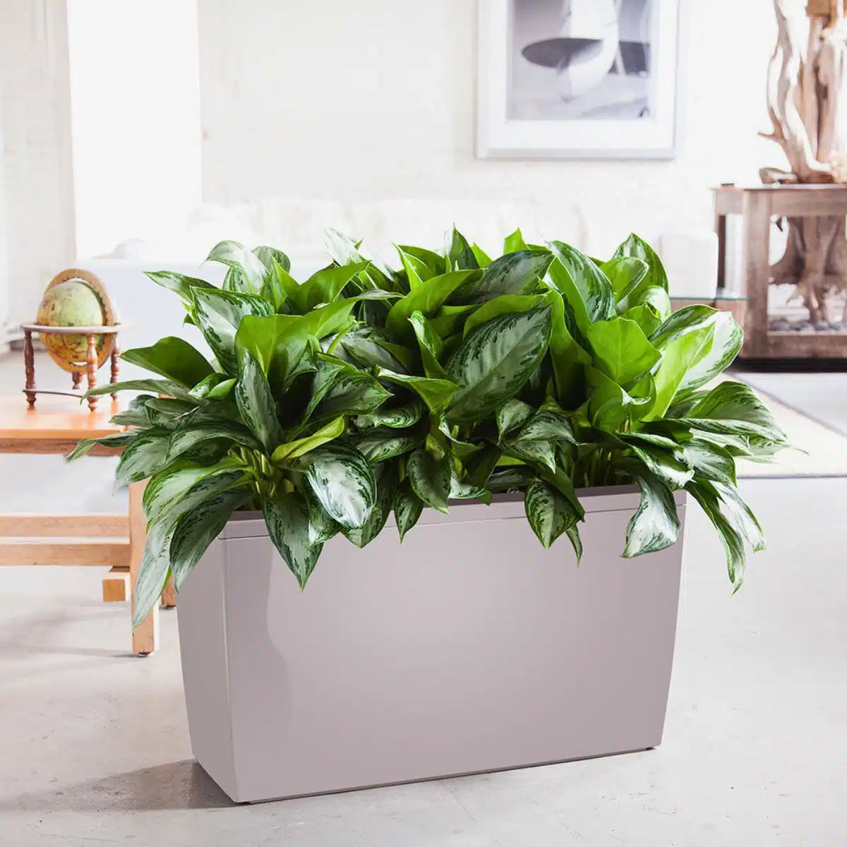 18 Best Plants For Bedroom: A Complete Guide For Beginners