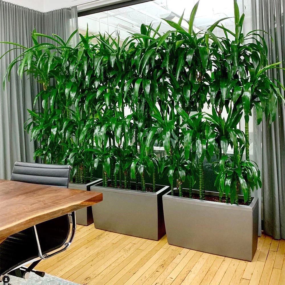 10 Best Low Light Plants For Office That Are Low Maintenance