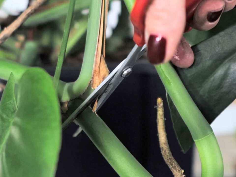 How To Prune Monstera Deliciosa Plants • My City Plants