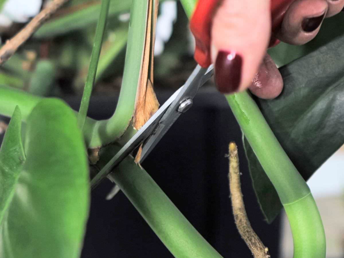 How To Prune Monstera Deliciosa Plants • My City Plants