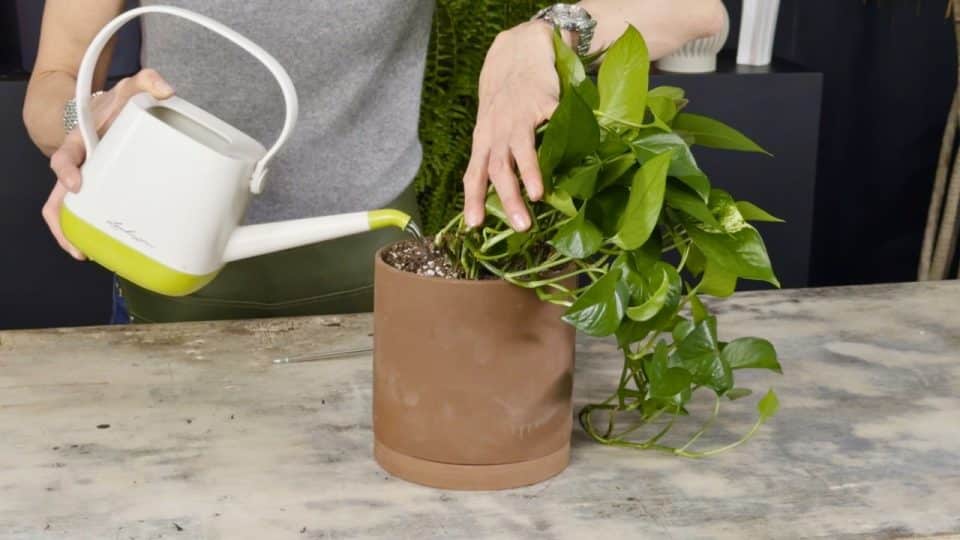 How to Water Pothos Plant the Right Way: Step-by-Step Guide