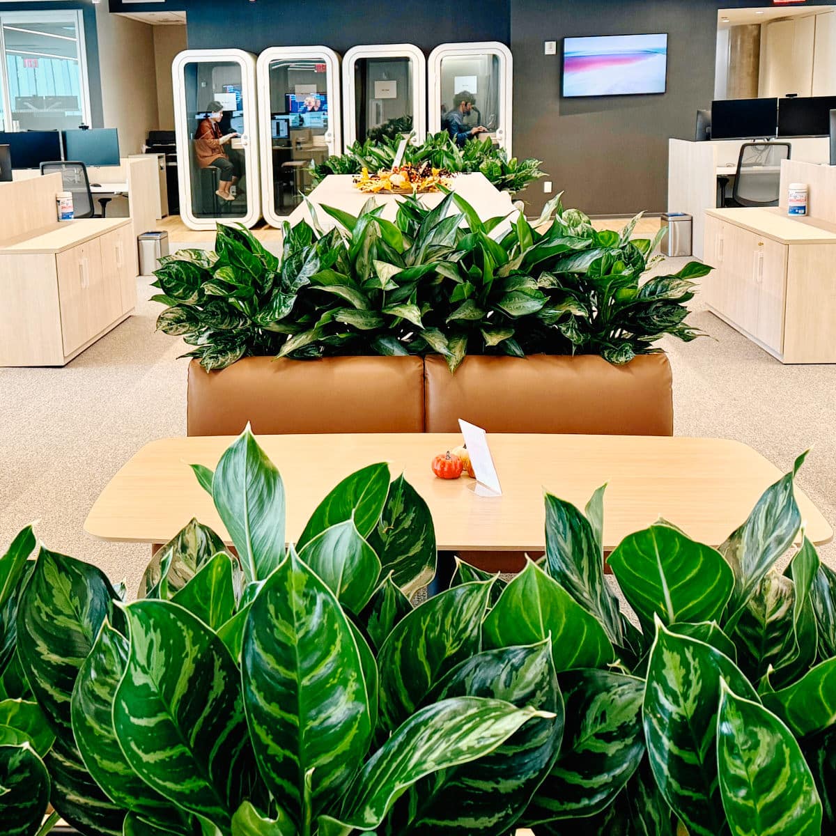 Office Plant Maintenance NYC | My City Plants