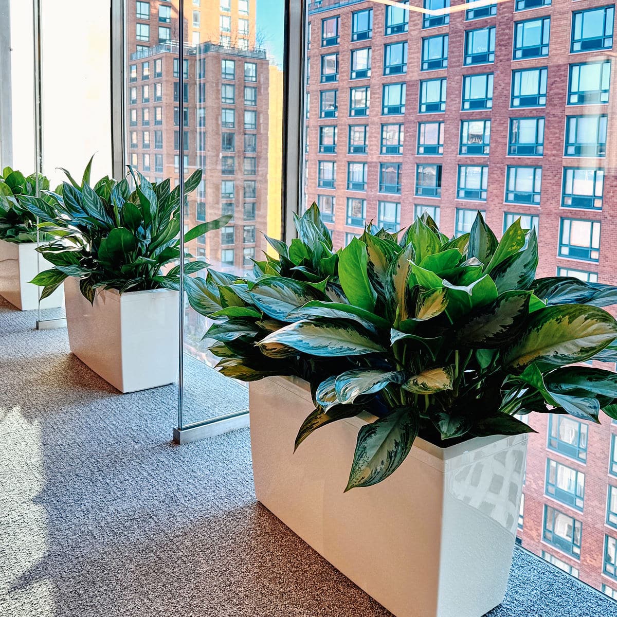 Office Plant Maintenance NYC | My City Plants
