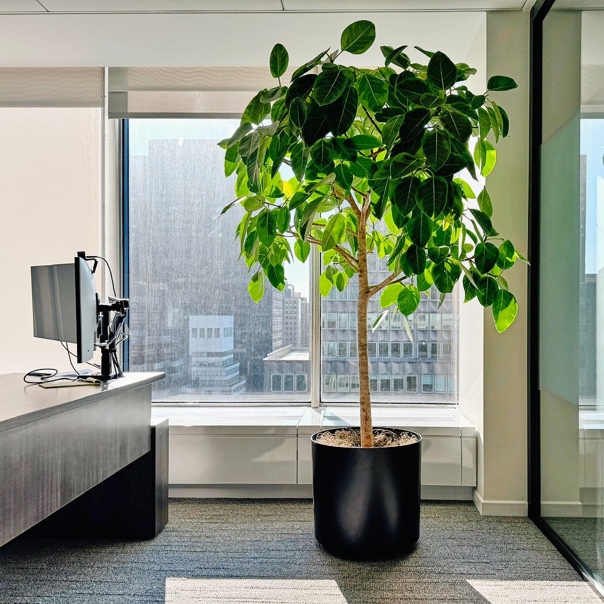Office Plant Maintenance NYC | My City Plants