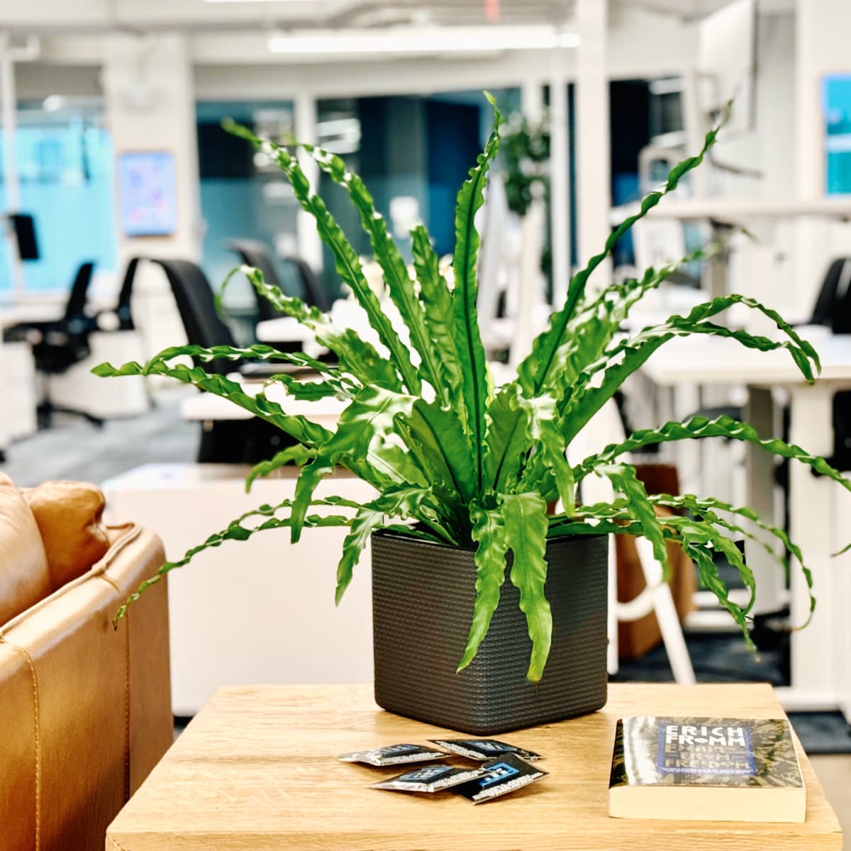 Office Plant Maintenance NYC | My City Plants