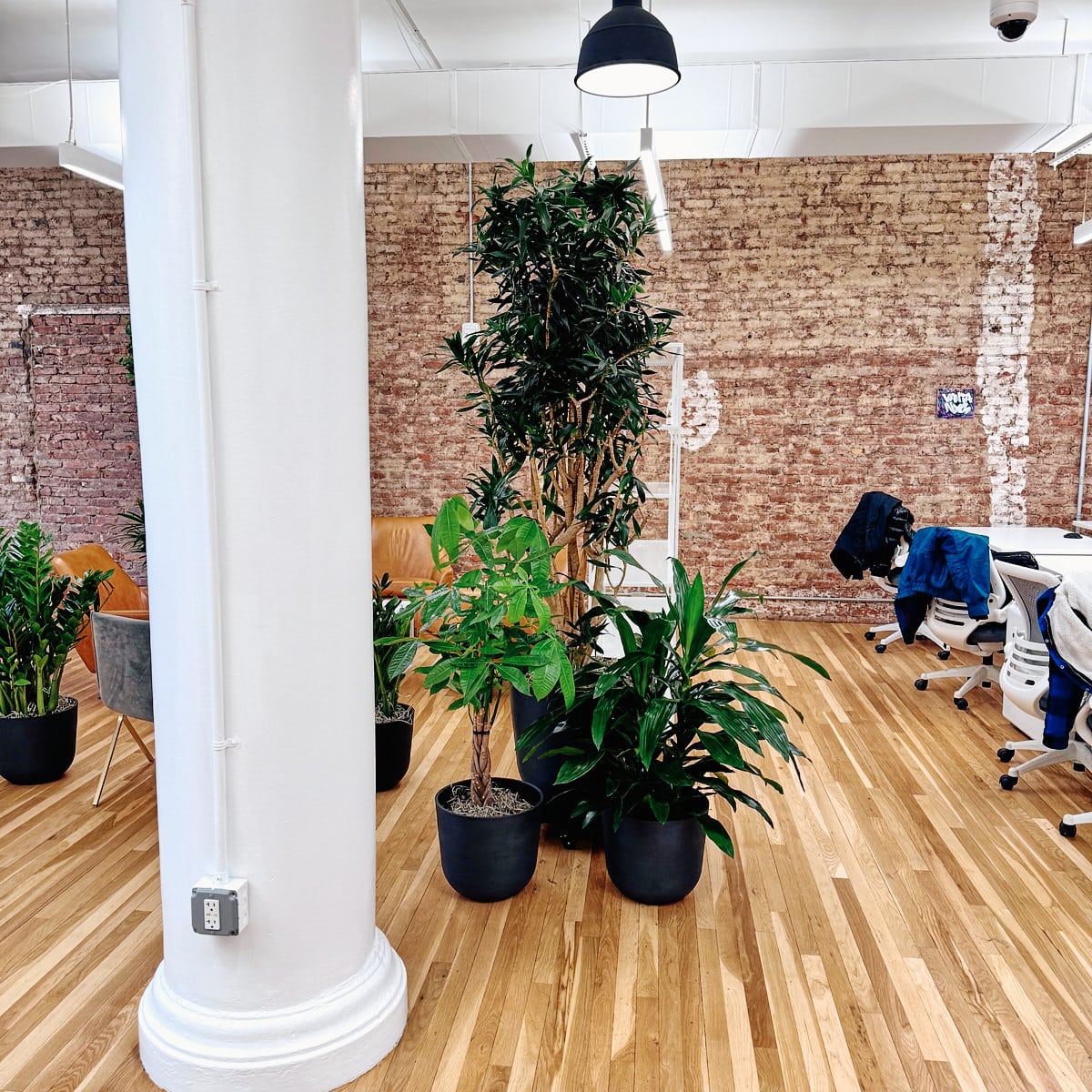 Office Plant Maintenance NYC | My City Plants