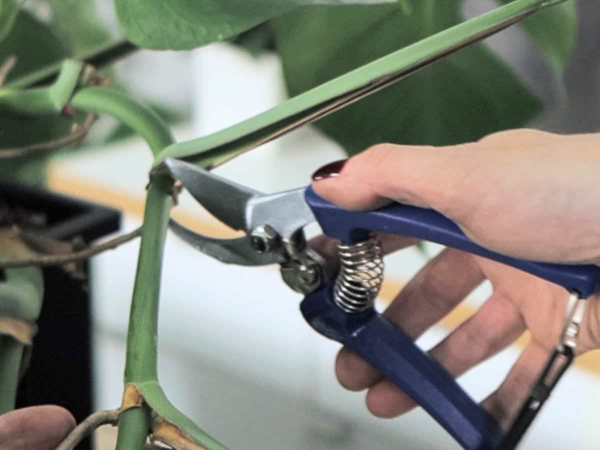 How To Prune Monstera Deliciosa Plants • My City Plants