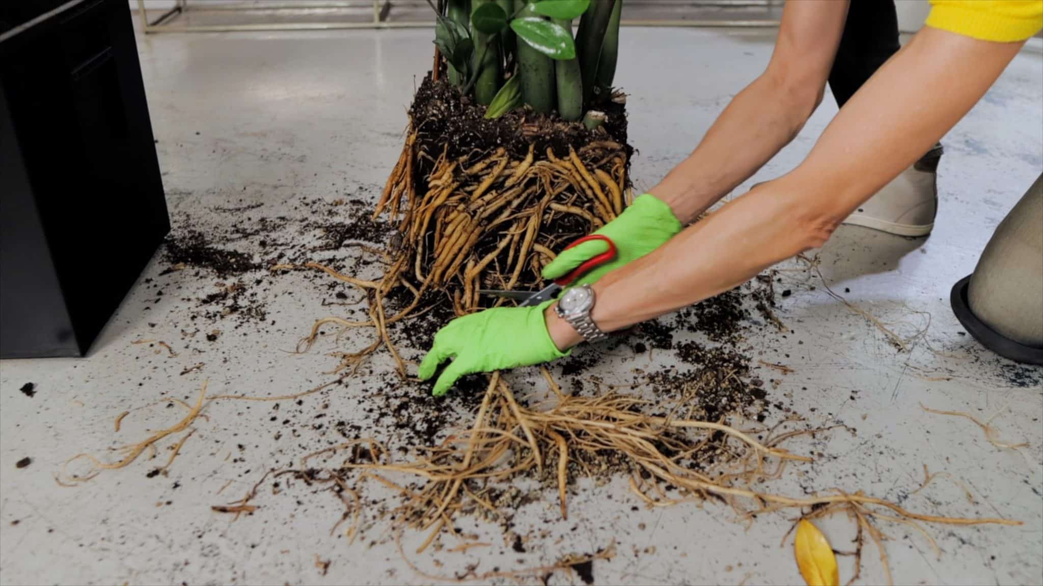 How to Repot ZZ Plant: 10 Essential Steps For Success