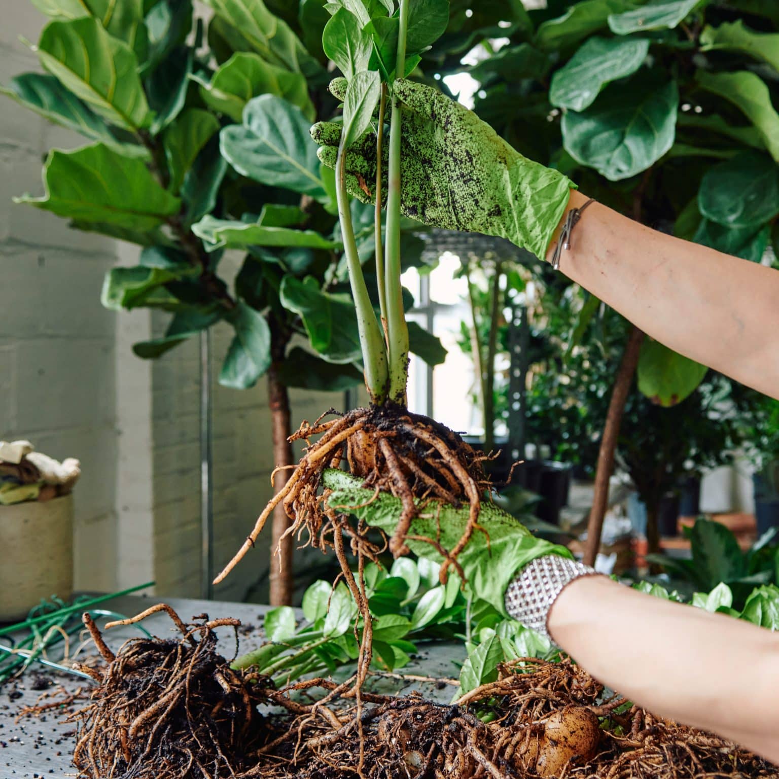 Learn How to Propagate ZZ Plant: 3 Easy Methods